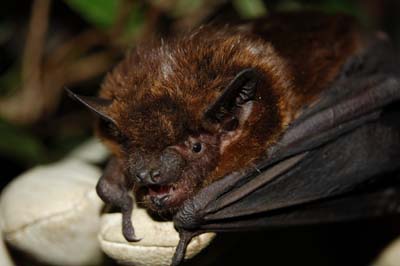 Bat Surveys-Buildings